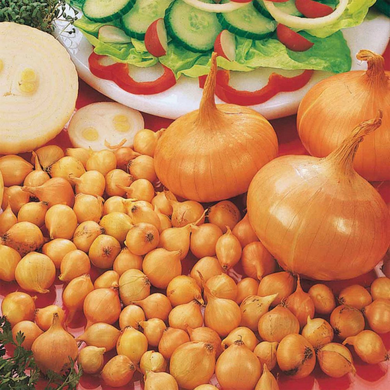 Oignon de Stuttgart Sachet de 500g