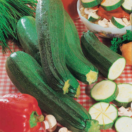 Courgette Black Beauty